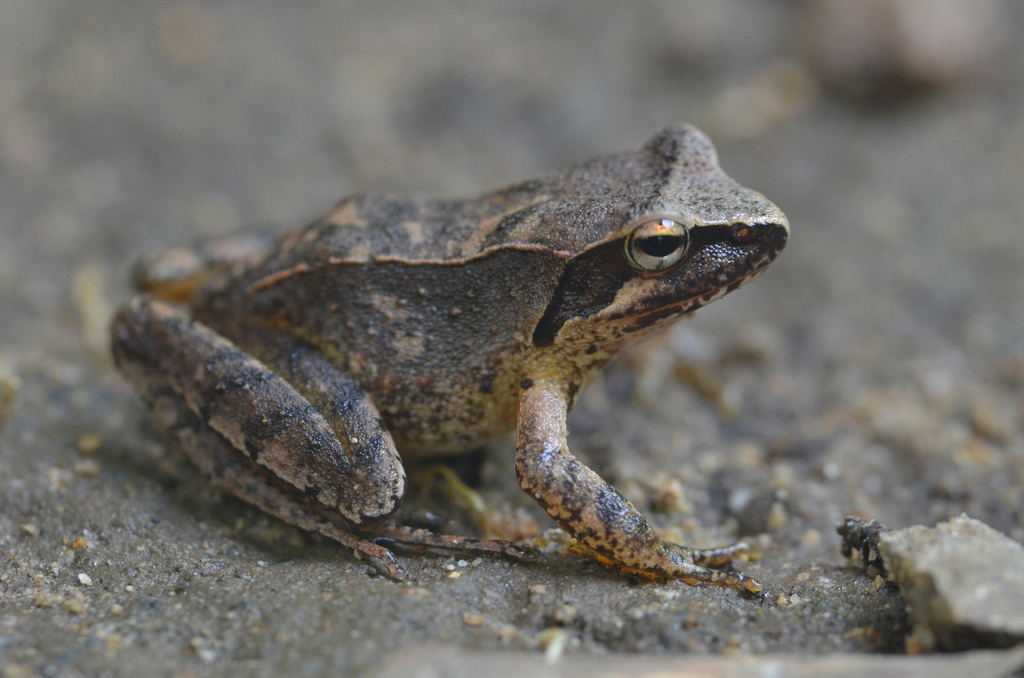 Japanese Brown Frog from Nada Ward, Kobe, Hyogo, Japan on July 23, 2019 ...