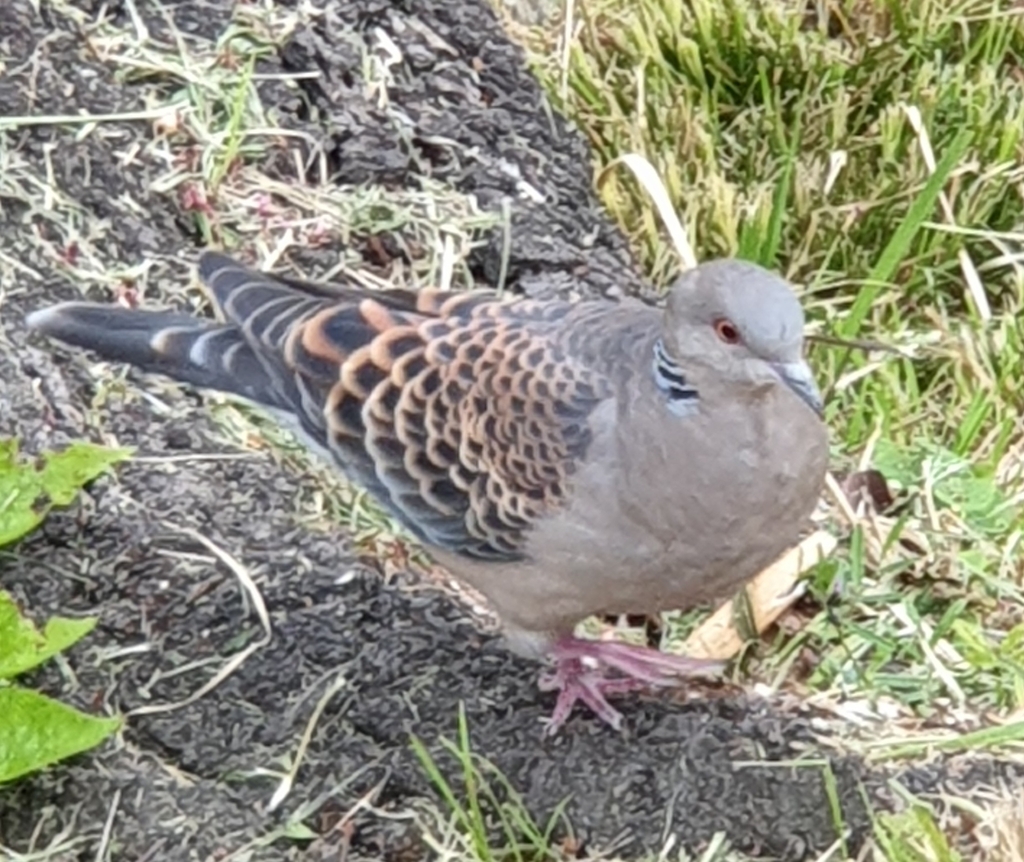 Oriental Turtle-Dove from 2-1 Uenokōen, Taito City, Tokyo 110-0007 ...