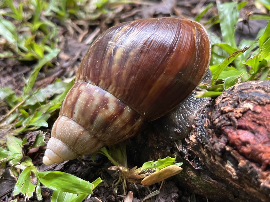 African Giant Snail from Upolu, Western Samoa, WS on April 15, 2025 at ...