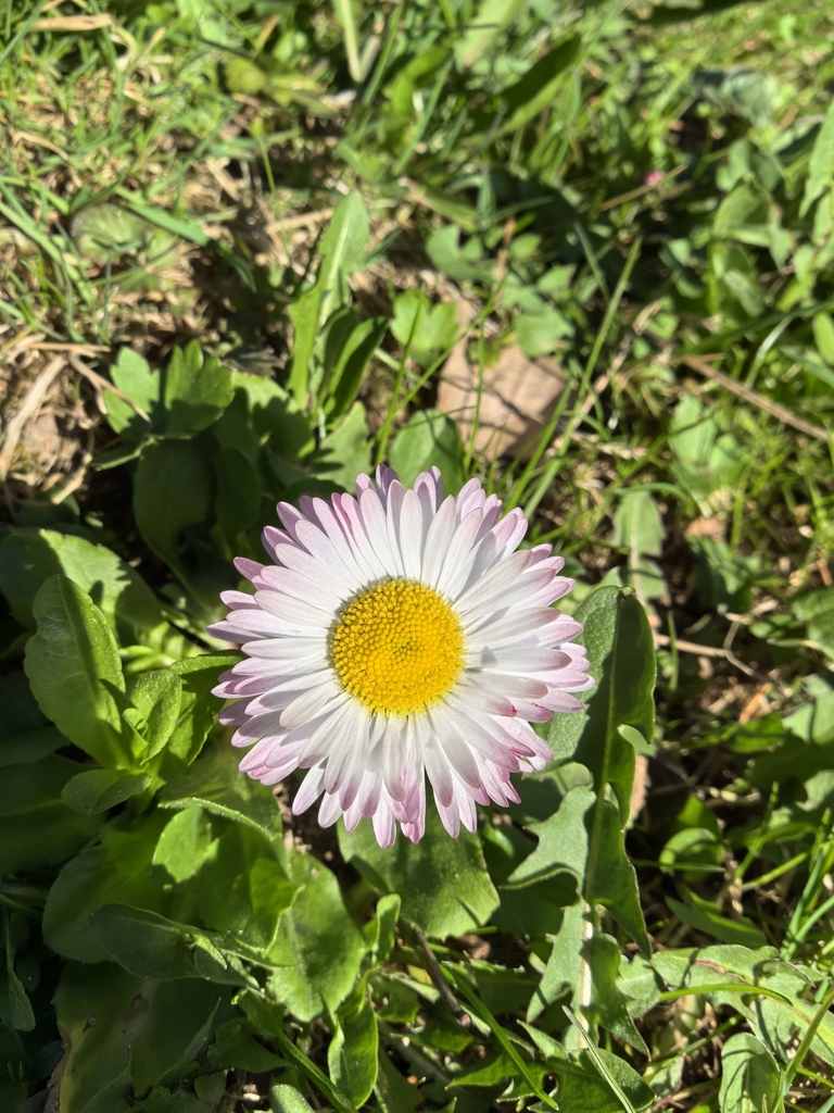 Lawn daisy from Odintsovskiy rayon, RU-MS, RU on April 20, 2025 at 10: ...