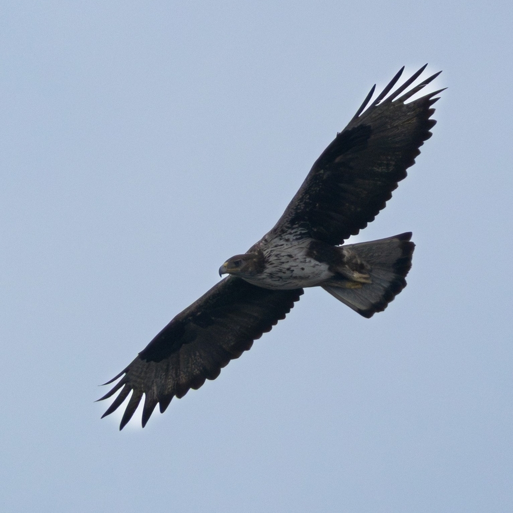 Bonelli's Eagle in April 2025 by Lucas Shiu · iNaturalist