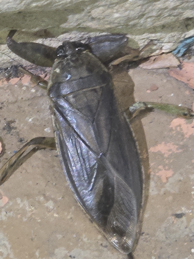 Uhler's Giant Water Bug from San Antonio, TX 78232, USA on September 24 ...