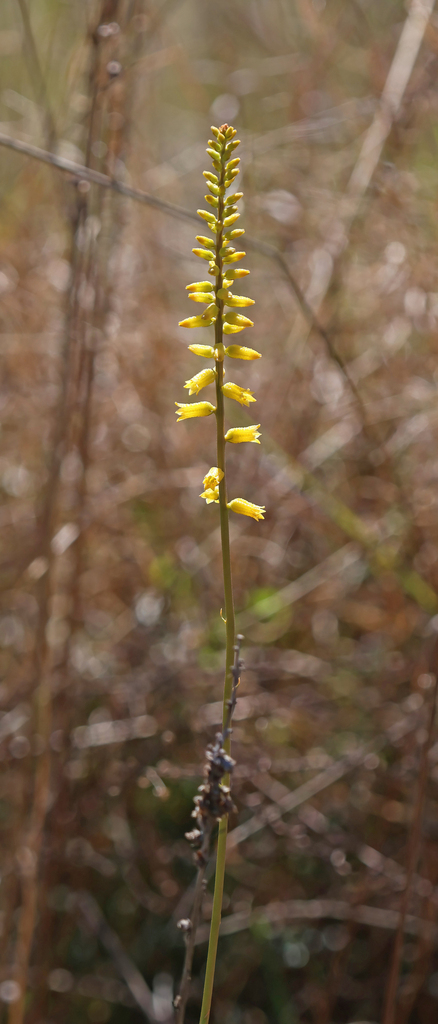 Yellow Colicroot from Franklin County, FL, USA on April 13, 2025 at 09: ...