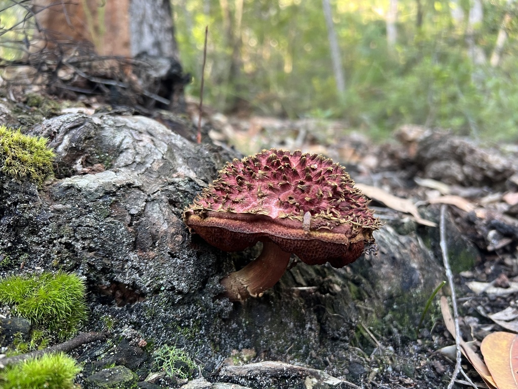 Boletellus from Royal National Park, Royal National Park, NSW, AU on ...