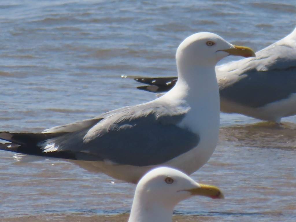American Herring Gull from Port Elgin, ON N0H 2C4, Canada on April 20 ...
