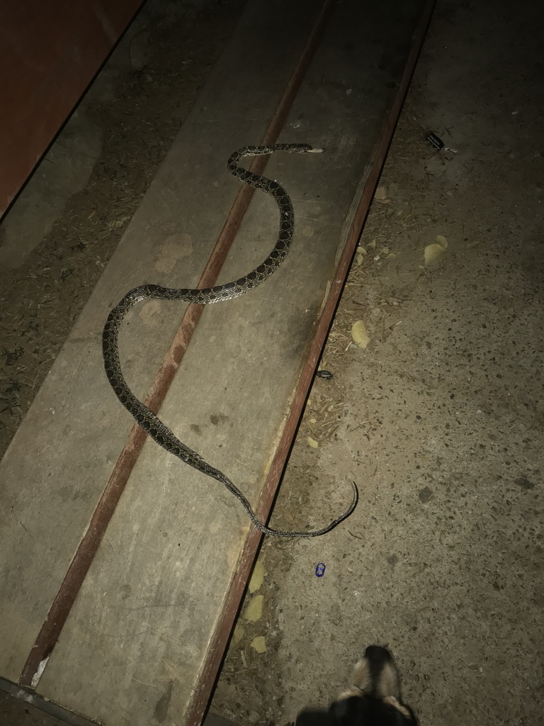 Horseshoe Whip Snake from Mallorca, Las Salinas, Islas Baleares, ES on ...