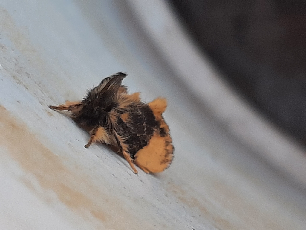 Tussock Moths from St Andrews Beach VIC 3941, Australia on April 17 ...