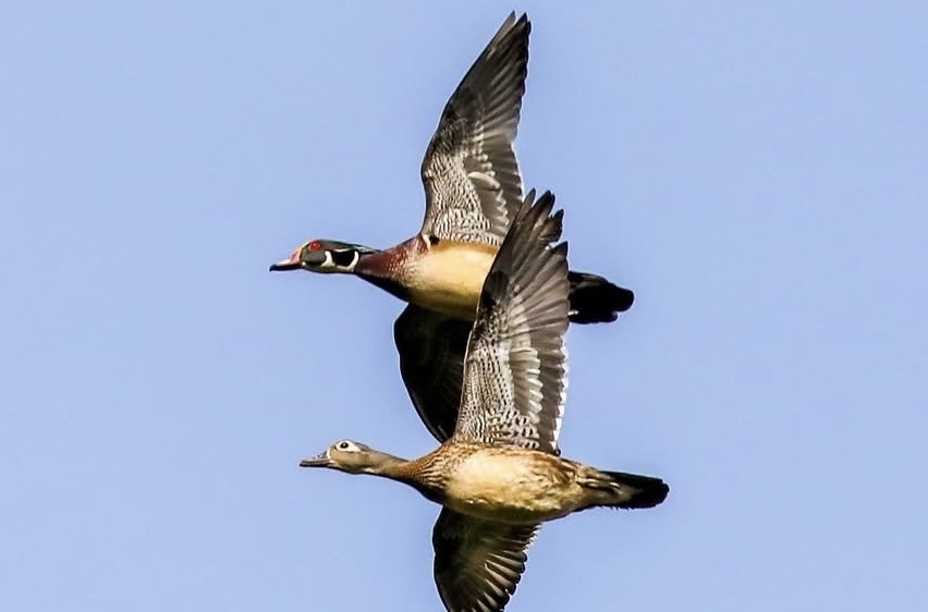 Wood Duck from Spencer, OH, US on April 20, 2025 at 10:36 AM by Debbie ...