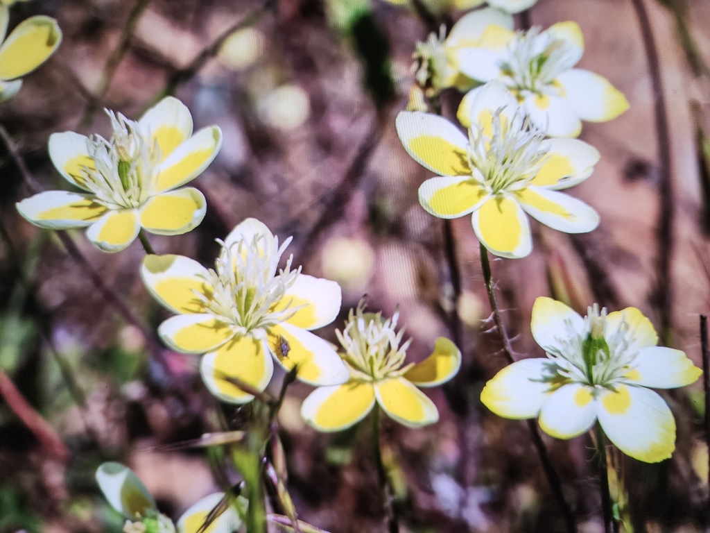 creamcups from Jamestown, CA 95327, USA on April 20, 2025 at 04:52 PM ...