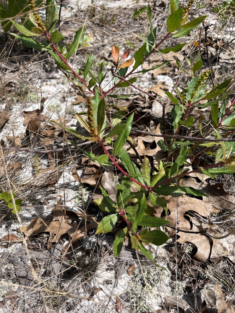 Queen's Delight from Allen David Broussard Catfish Creek Preserve State ...