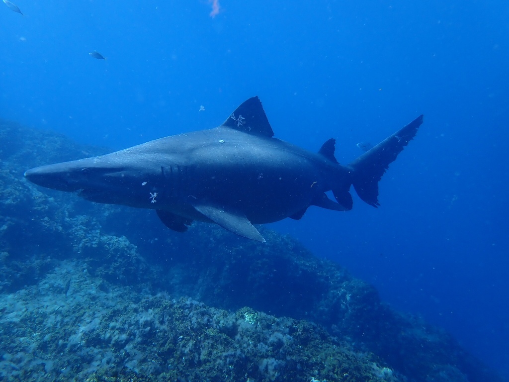 (Odontaspis) - Marine Life Identification