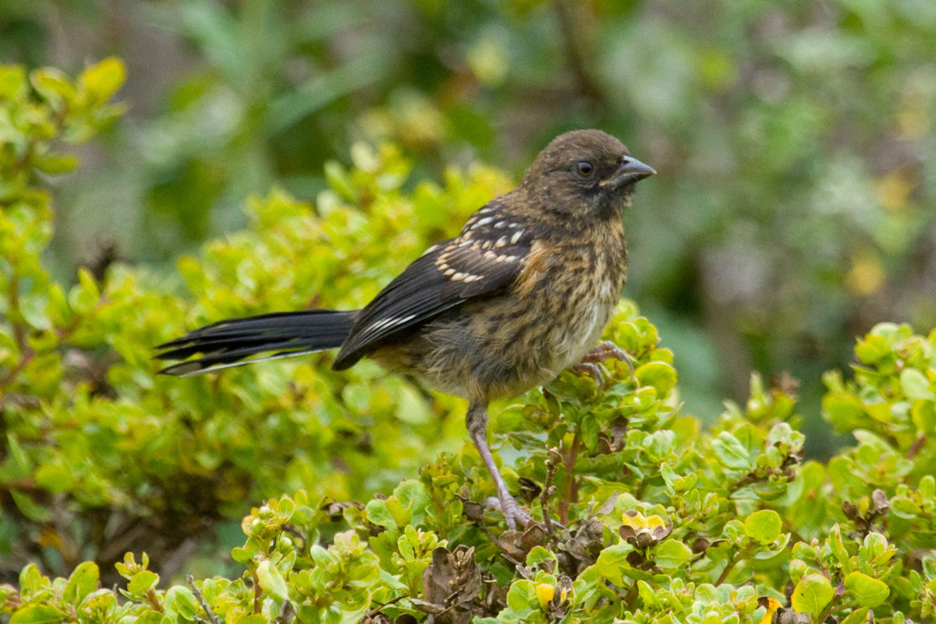 Spotted Towhee (Birds of San Mateo County) · iNaturalist