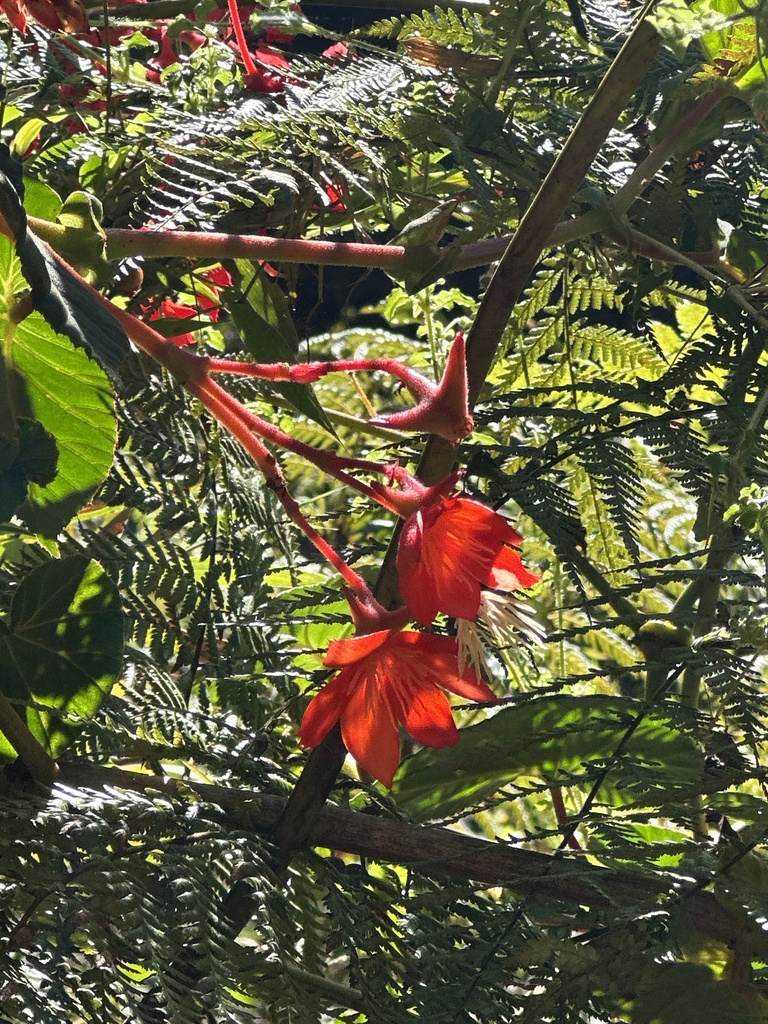 Begonia ferruginea from Girardot, Girardot, Cundinamarca, CO on April ...
