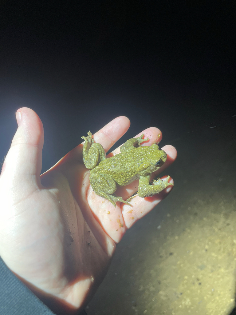 European Toad from Huntingdon, England, GB on 21 April, 2025 at 12:33 ...