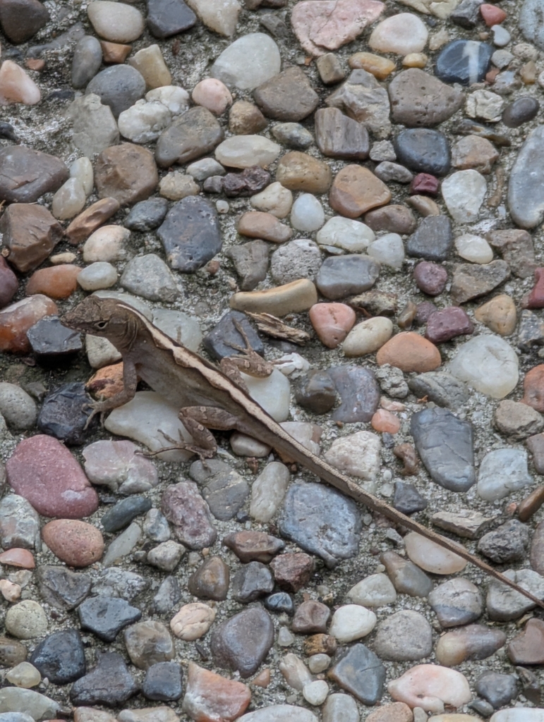 Brown Anole in April 2025 by Benjamin F. Clardy IV · iNaturalist