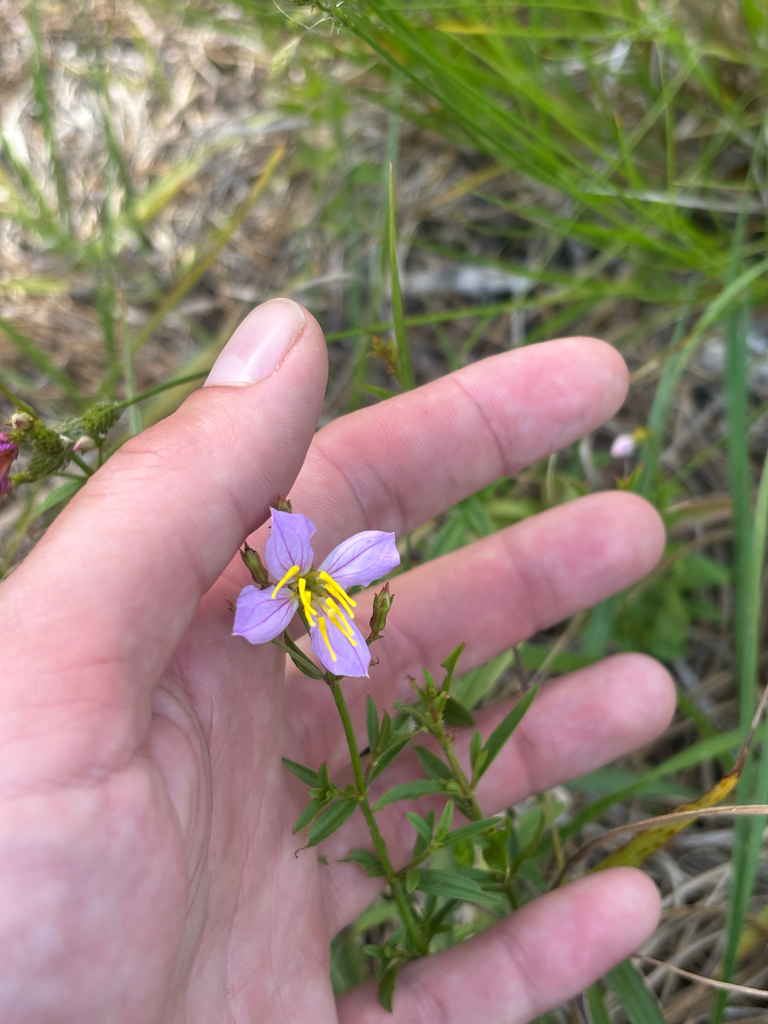 Maryland meadowbeauty from Groveland, FL, US on April 20, 2025 at 04:31 ...
