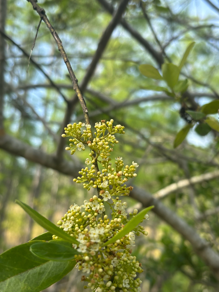 dahoon holly from Groveland, FL, US on April 20, 2025 at 05:00 PM by ...