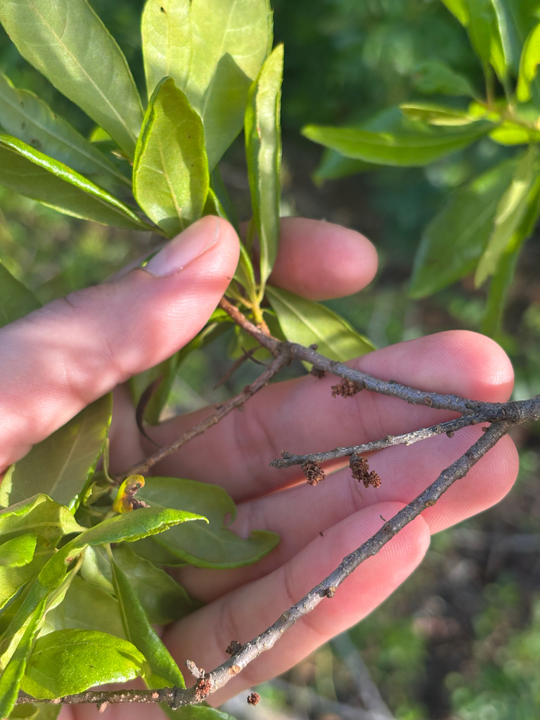 wax myrtle from Groveland, FL, US on April 20, 2025 at 06:24 PM by Dave ...