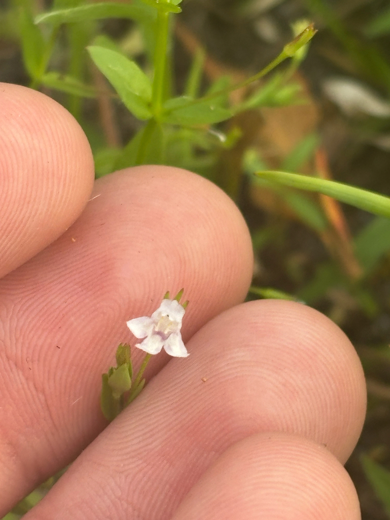 Slender False Pimpernel from Groveland, FL, US on April 20, 2025 at 06: ...