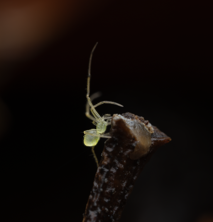 Chrysso from Lake Cathie NSW 2445, Australia on April 14, 2025 at 02:15 ...