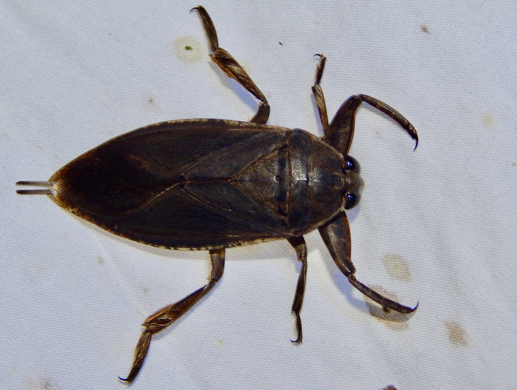 American Giant Water Bug in April 2025 by Joanna Saxon · iNaturalist