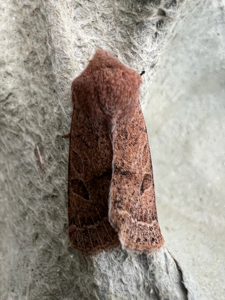 Common Quaker from Broomhill Crescent, Alexandria, Scotland, GB on ...