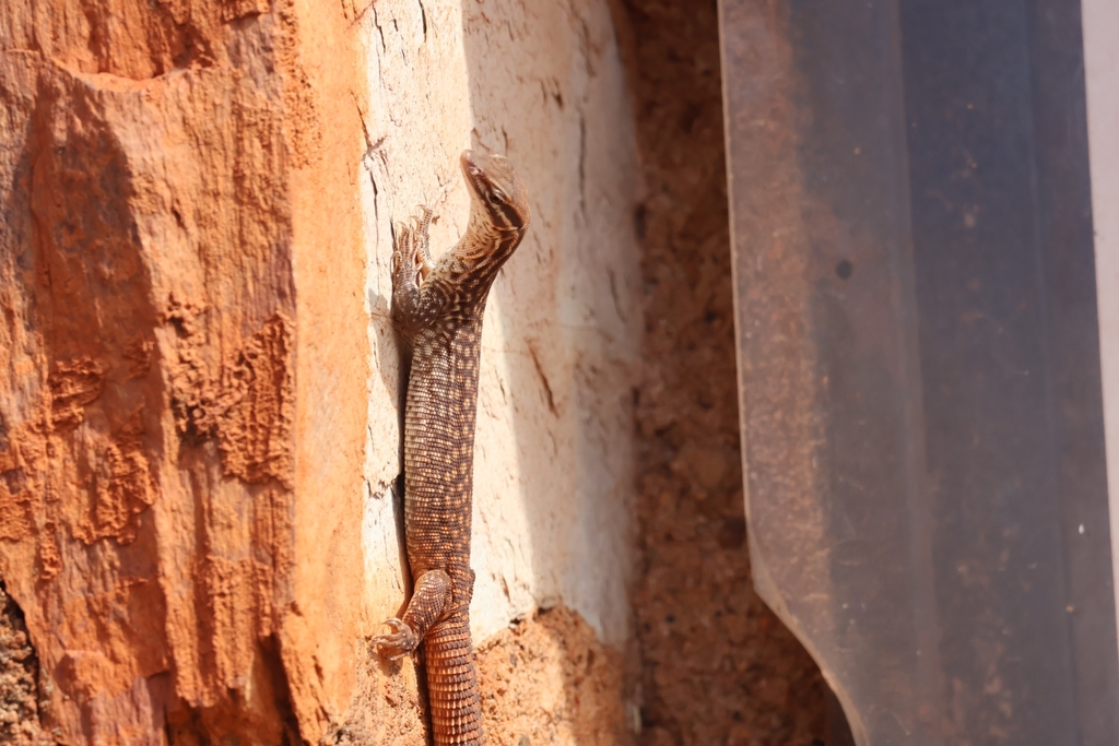 Ridge-tailed Monitor from Mueller Ranges WA 6770, Australia on April 20 ...