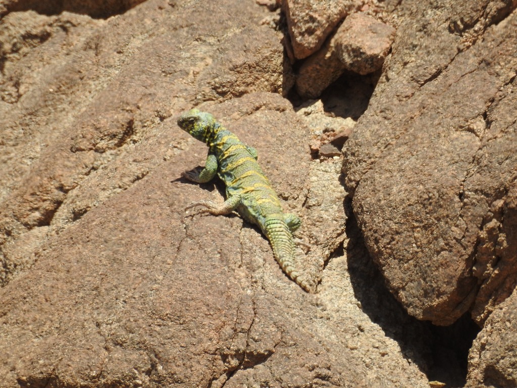 Ornate Mastigure from Eilat, Israel on April 15, 2025 at 09:52 AM by ...