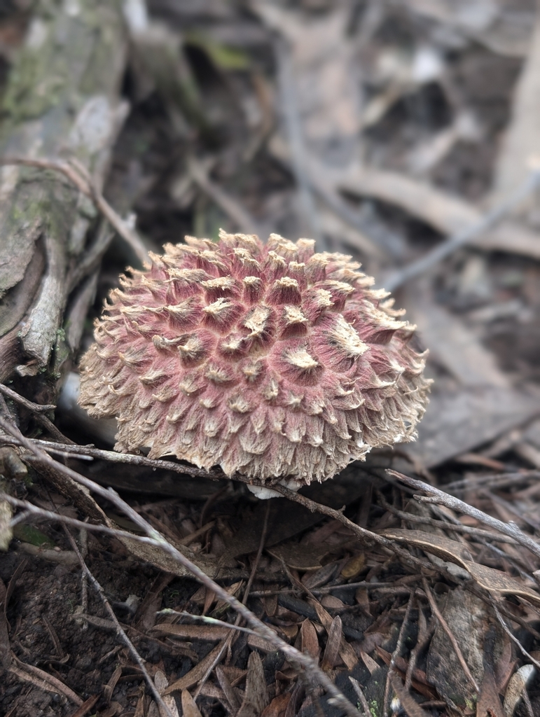Boletellus from Briagolong VIC 3860, Australia on April 21, 2025 at 11: ...