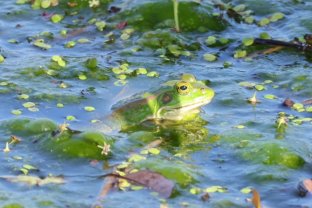 Eastern Golden Frog from 中国浙江省杭州市余杭区良渚古城 on April 18, 2025 at 02:52 PM ...