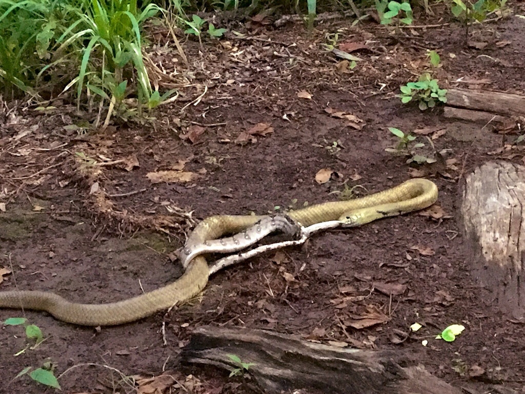 Central American Indigo Snake from Liberia, Guanacaste, CR on August 21 ...