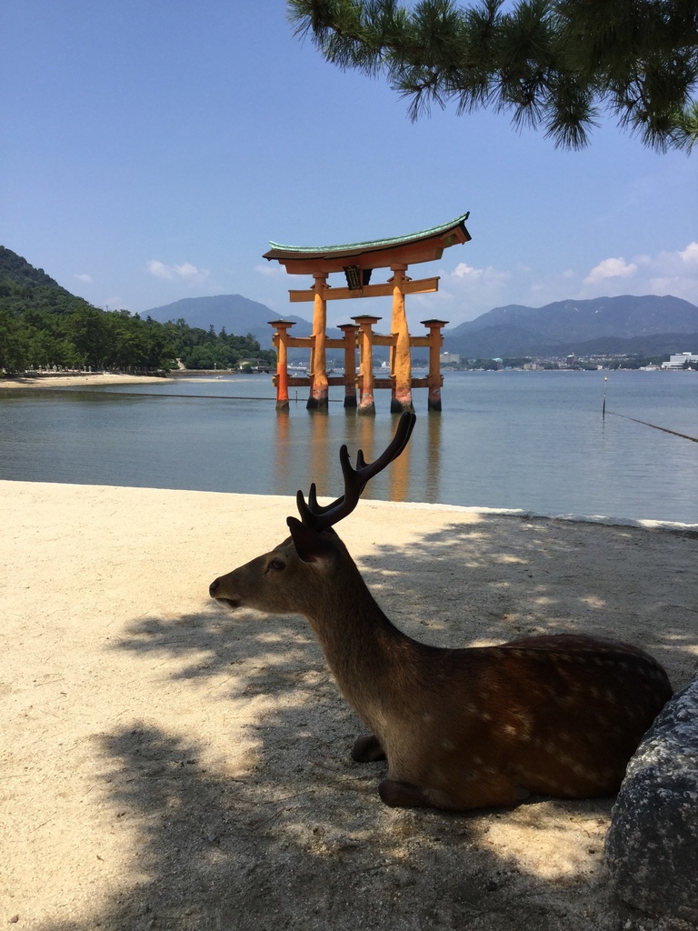 Honshū Sika Deer from Miyajimacho, Hatsukaichi, Hiroshima 739-0588 ...
