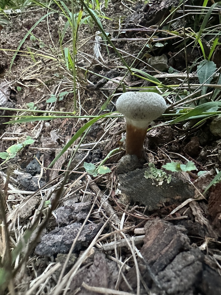 red-staining stalked polypore from Bournda National Park, Bournda, NSW ...