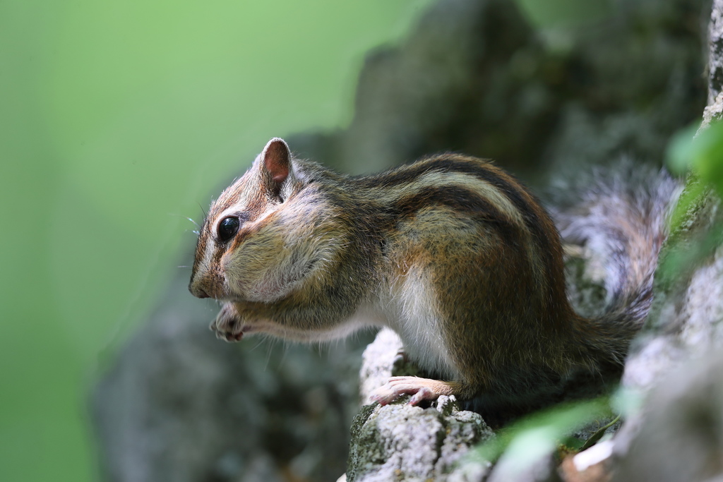 Siberian Chipmunk from Ikahomachi Ikaho, Shibukawa, Gunma 377-0102 ...