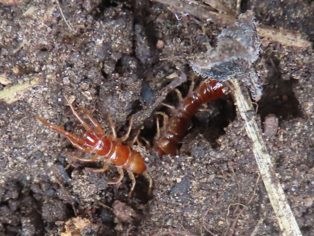 Brown Centipede from Port Elgin, ON N0H 2C4, Canada on April 21, 2025 ...