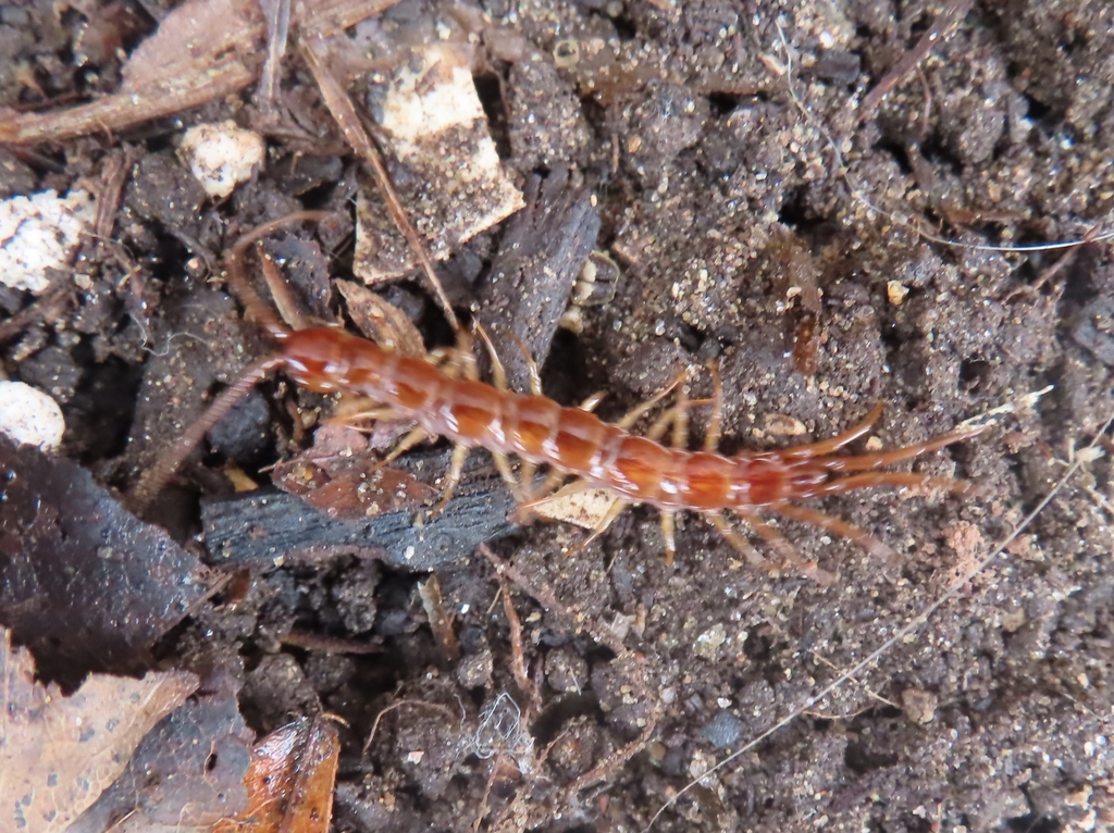 Brown Centipede from Port Elgin, ON N0H 2C4, Canada on April 21, 2025 ...
