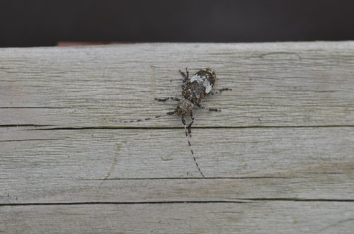 Mesosella simiola · iNaturalist