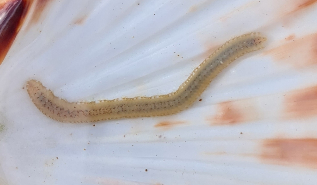 Polychaete Worms from United Kingdom on April 21, 2025 at 01:23 PM by ...