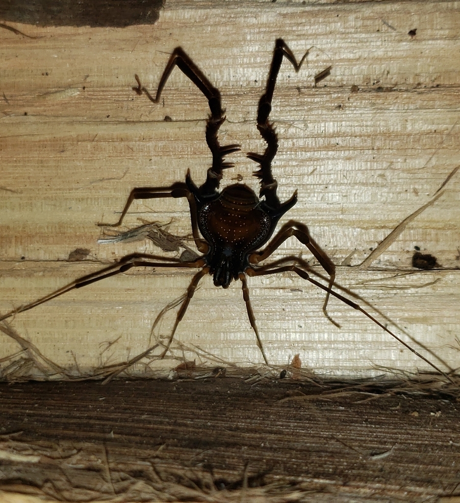 Sadocus asperatus from Talcahuano, Región del Bío Bío, Chile on August ...