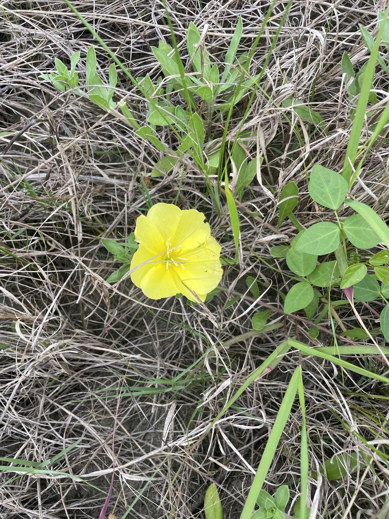 beach evening-primrose from Bolivar Peninsula, Bolivar Peninsula, TX ...
