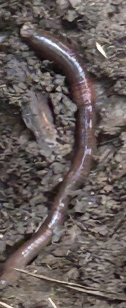 Common Earthworm from Georgia State University - Perimeter College’s ...