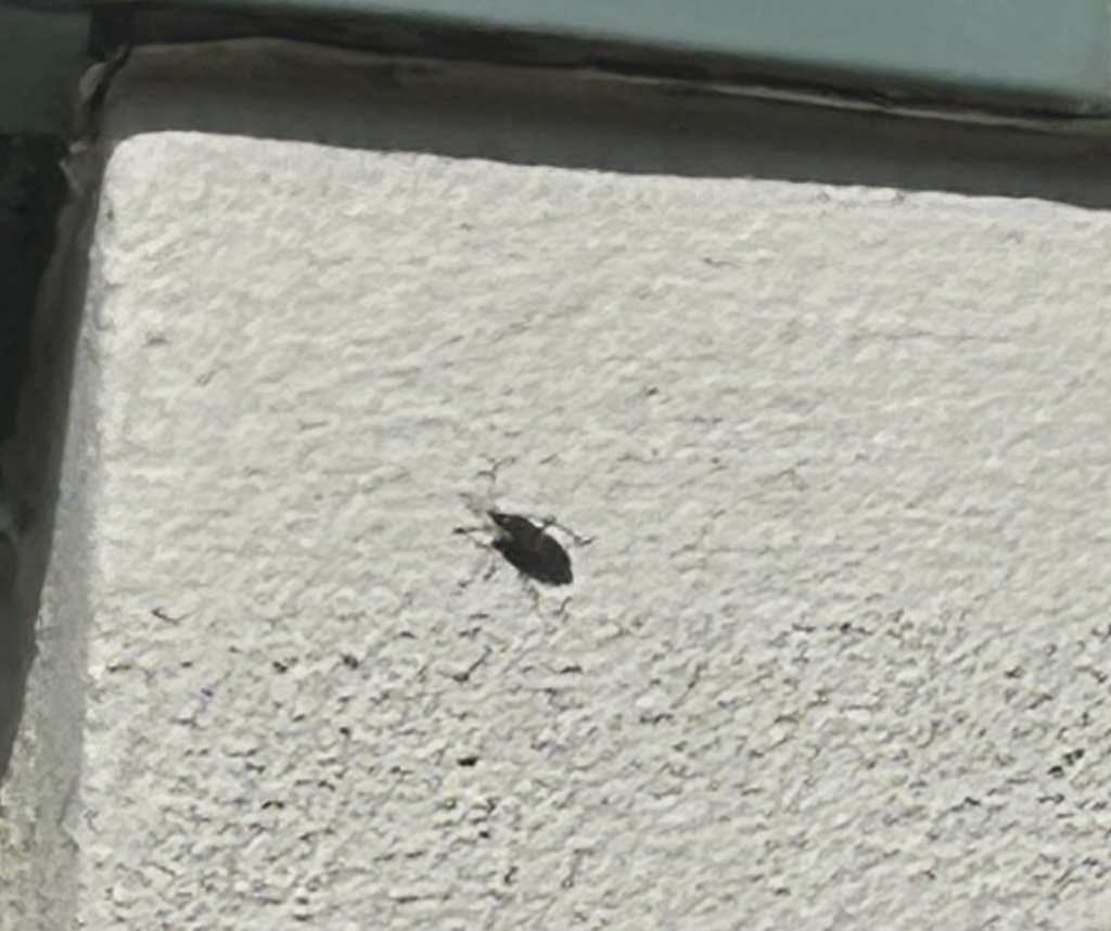 True Bugs from Georgia State University - Perimeter College’s Clarkston ...