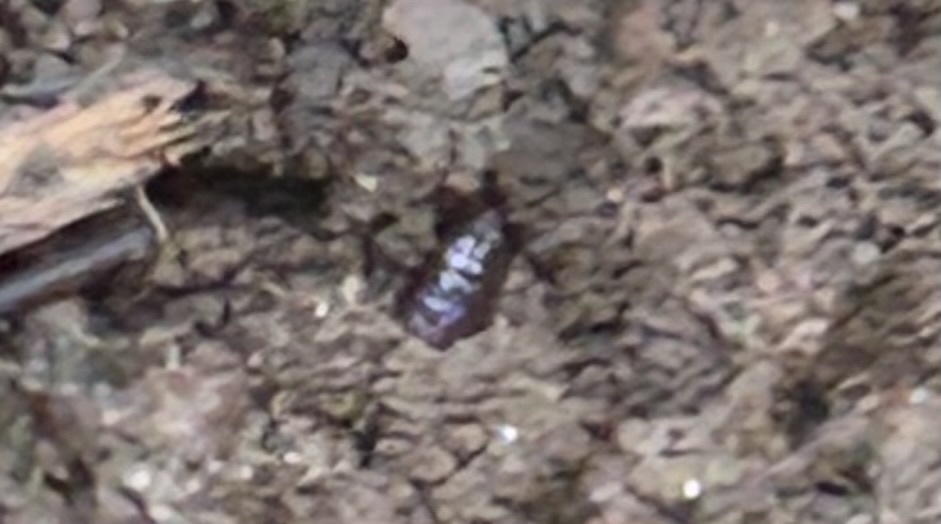 Insects from Georgia State University - Perimeter College’s Clarkston ...