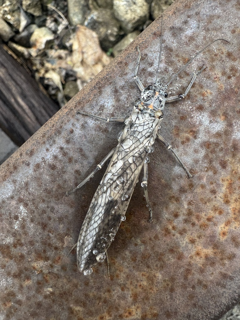 Giant Stoneflies and Salmonflies from Oil City, PA 16301, USA on April ...