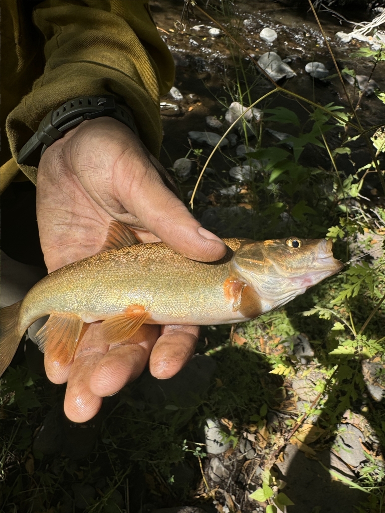 Roundtail Chub from Clifton on September 29, 2024 at 05:49 PM by ...