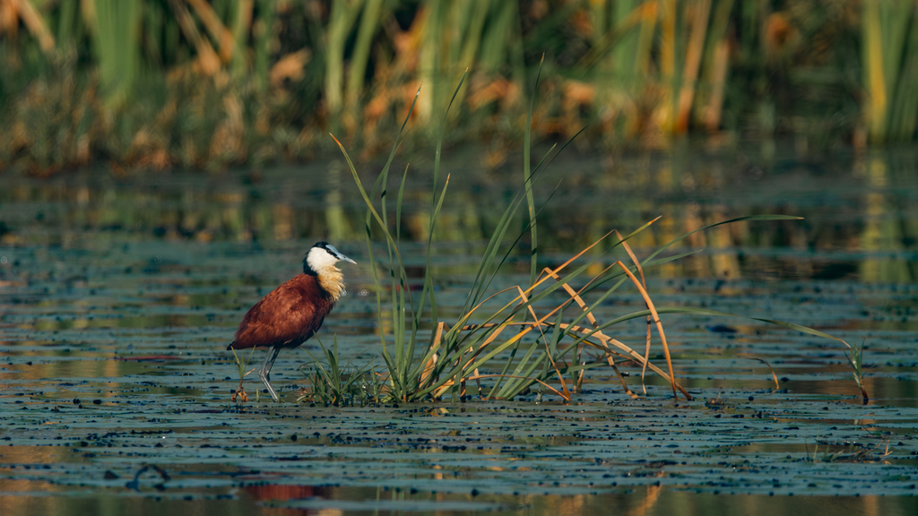 African Jacana from Greater St Lucia Wetland Nature Reserve, ZA-NL-UY ...