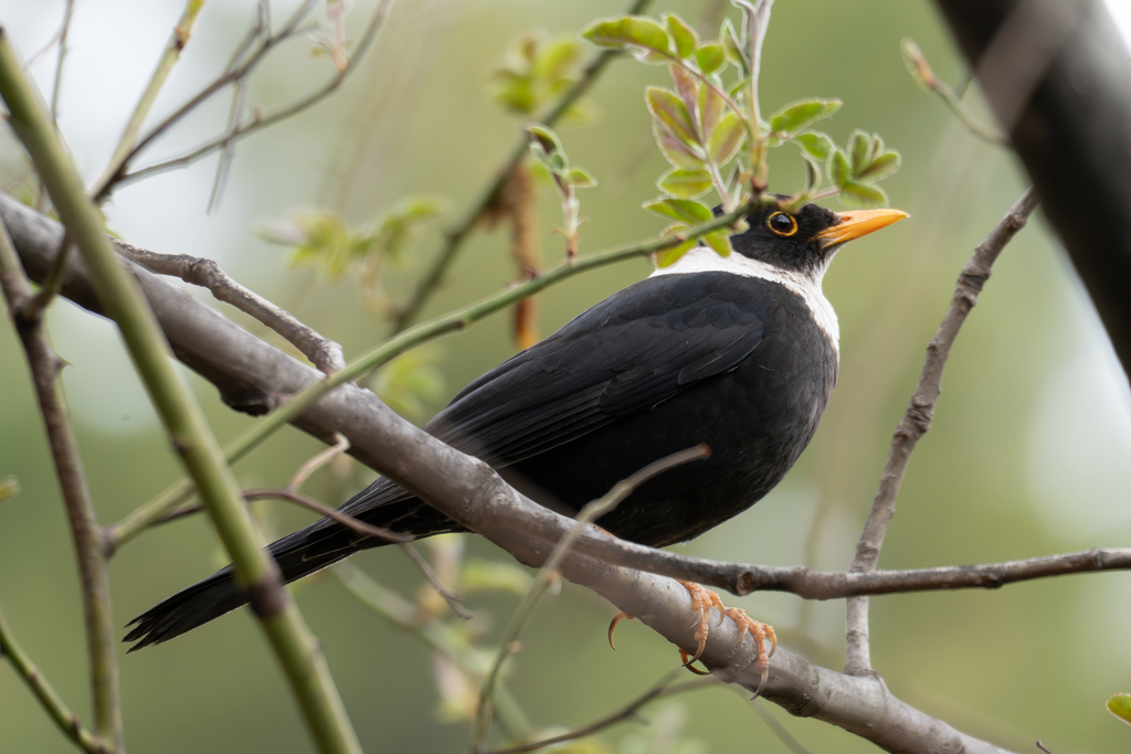 White-collared Blackbird (Turdus albocinctus) - Avian Discovery