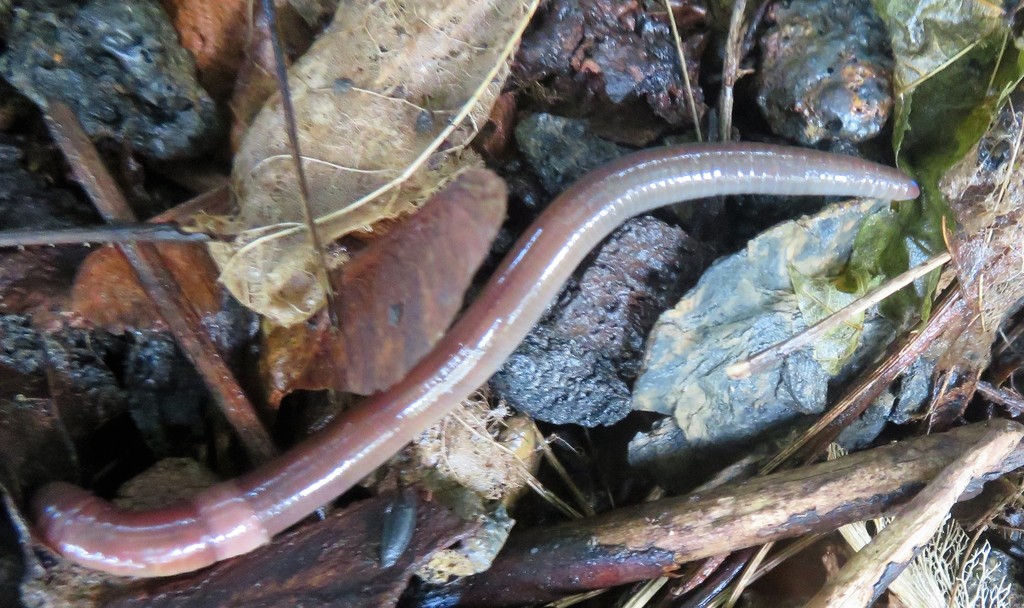 Rustic Jumping Worm from Oil City, PA 16301, USA on August 17, 2019 at ...