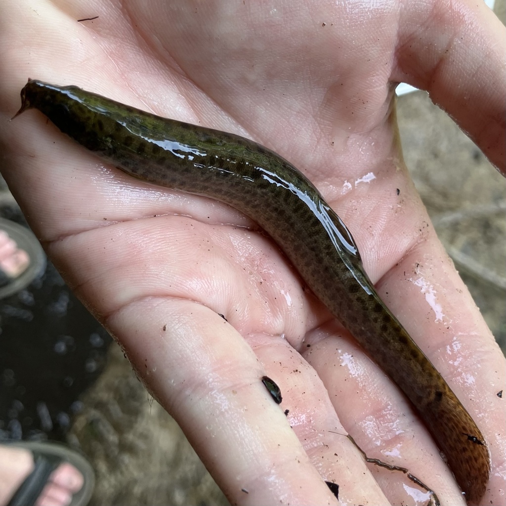 Oriental Weatherfish in April 2025 by Bichir · iNaturalist