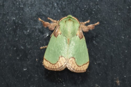 Latoia consocia · iNaturalist